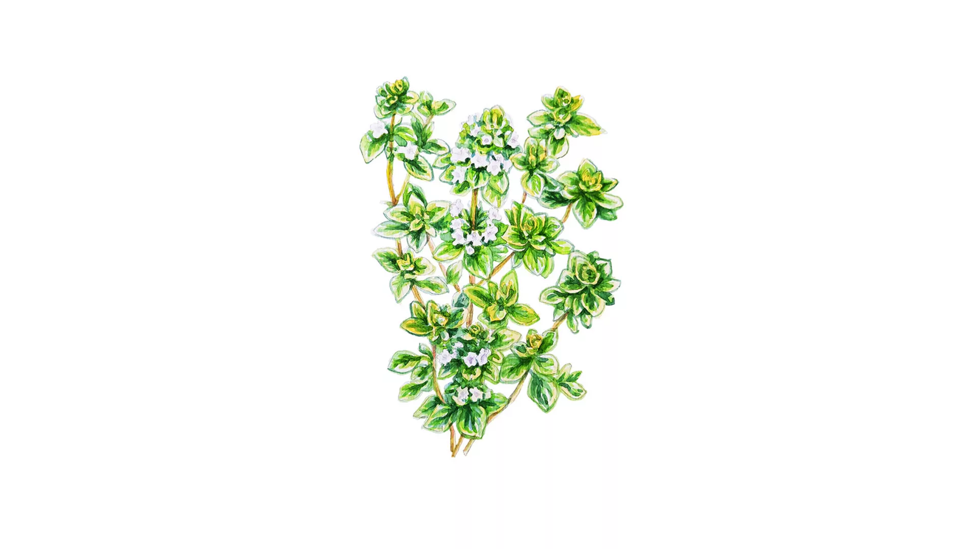 Риган Essences Bg